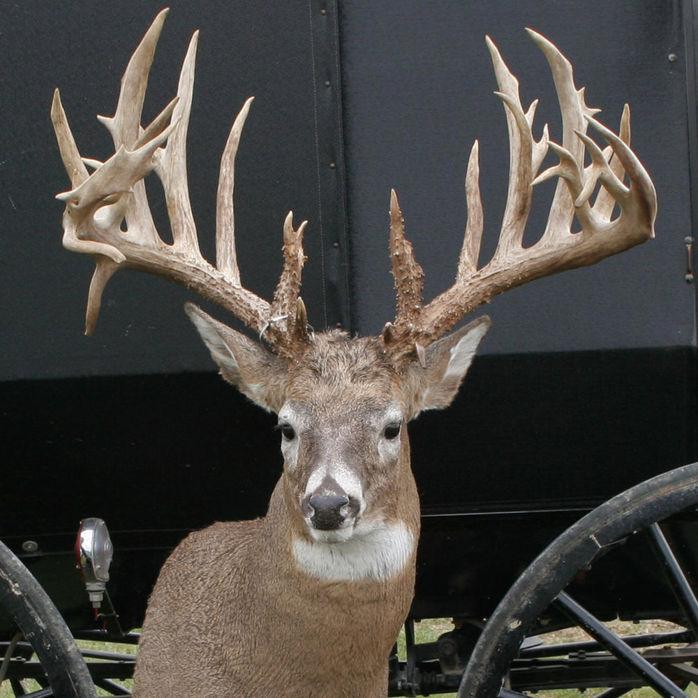 Whitetail Deer Mineral Supplement for Antler Growth Lucky Buck Mineral ...